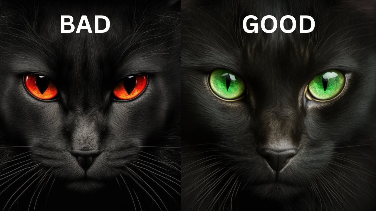 Are Black Cats Bad Luck Or Good Luck Hint History Plays A Role are-black-cats-bad-luck-or-good-luck-hint-history-plays-a-role