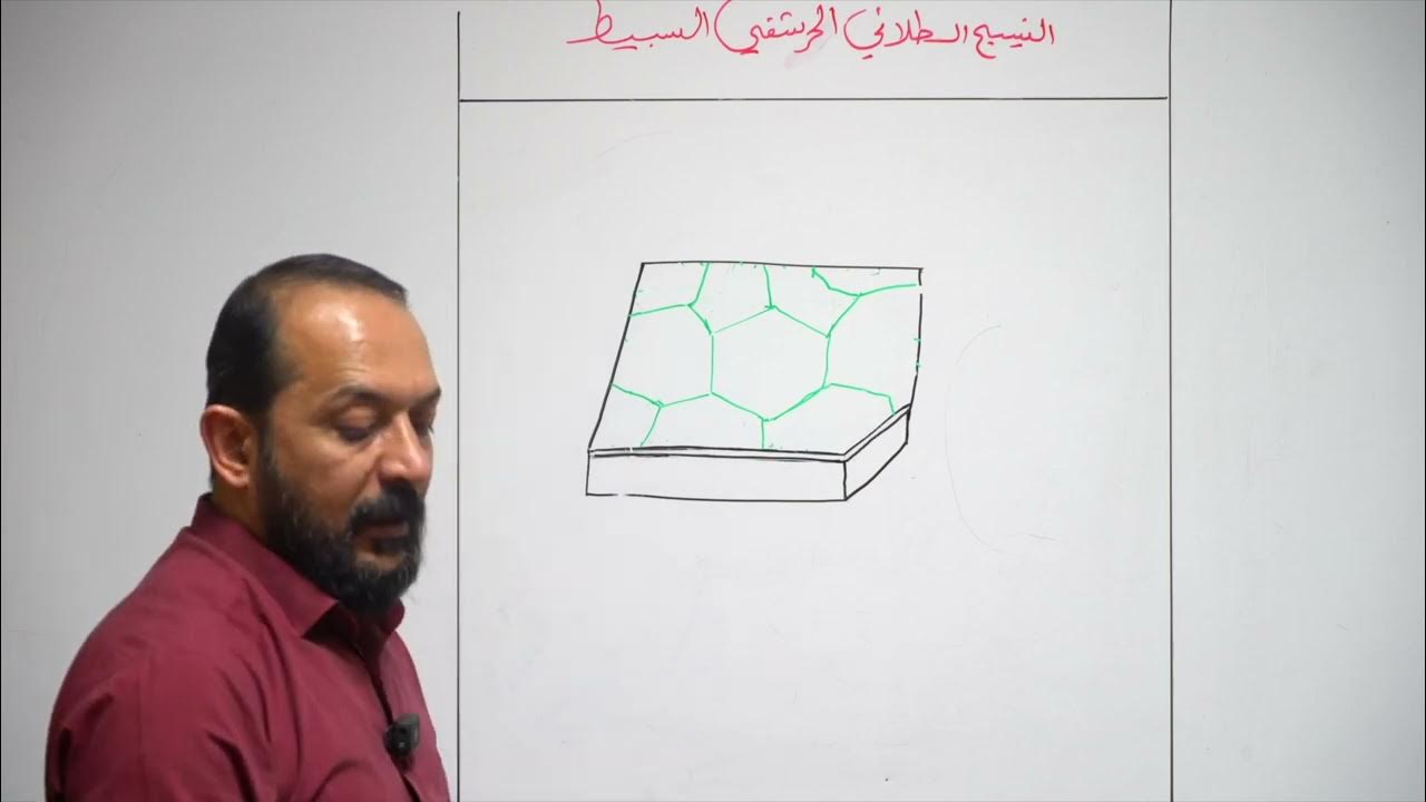 تعلم رسم النسيج الطلائي الحرشفي البسيط Youtube