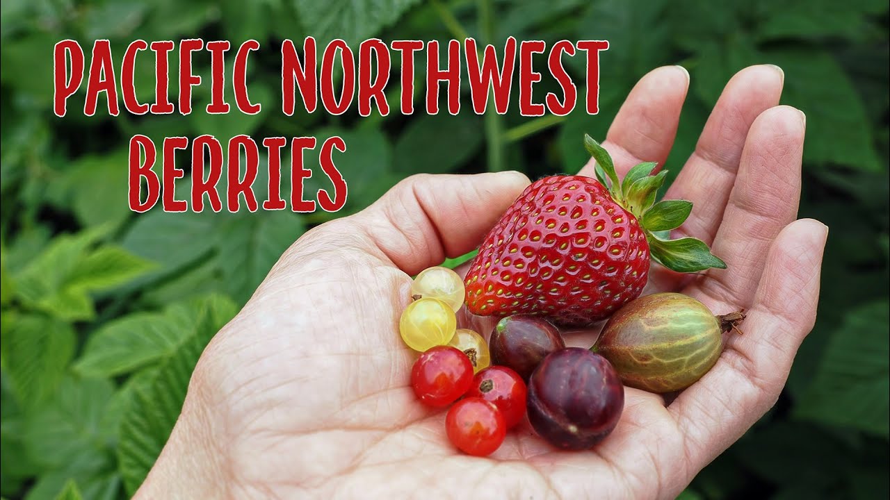 PNW Berries and Fruits - YouTube