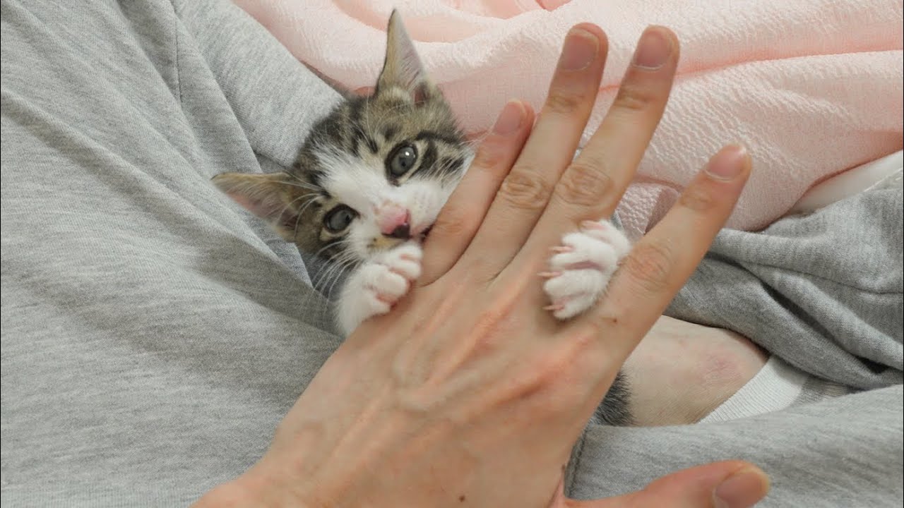 A Baby Kitten got Angry Because I didn't play with him - YouTube