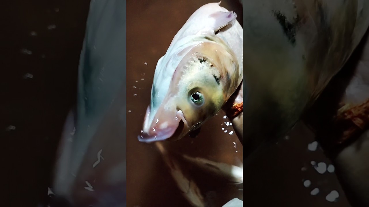 Big White Fish Viral Video 🎣🎣 #fish #fishstyle #fishvideo #trending # ...