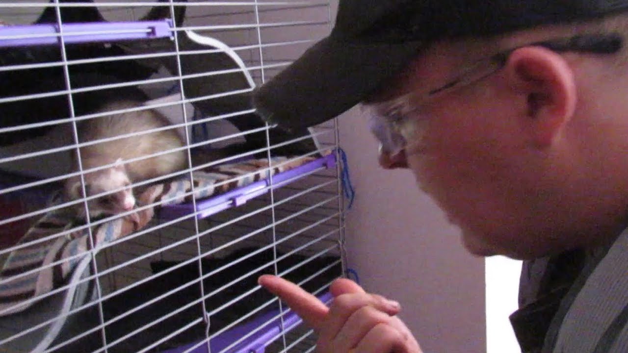MY FERRET ATTACKED ME! - YouTube