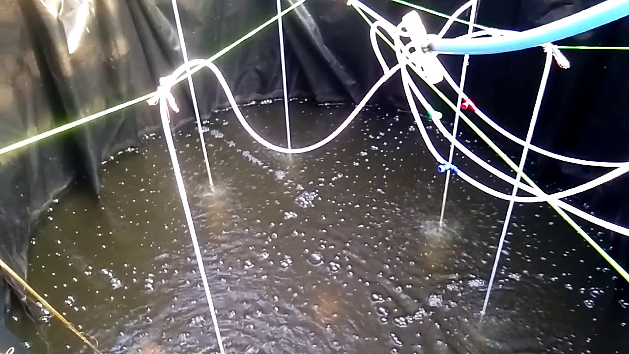 My Bioflock set up - YouTube