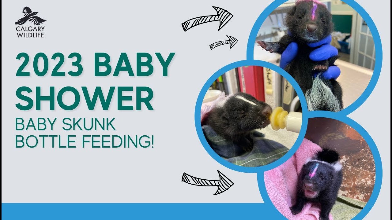 Calgary Wildlife Baby Shower for Some Stinkin' Cute Skunks! - YouTube