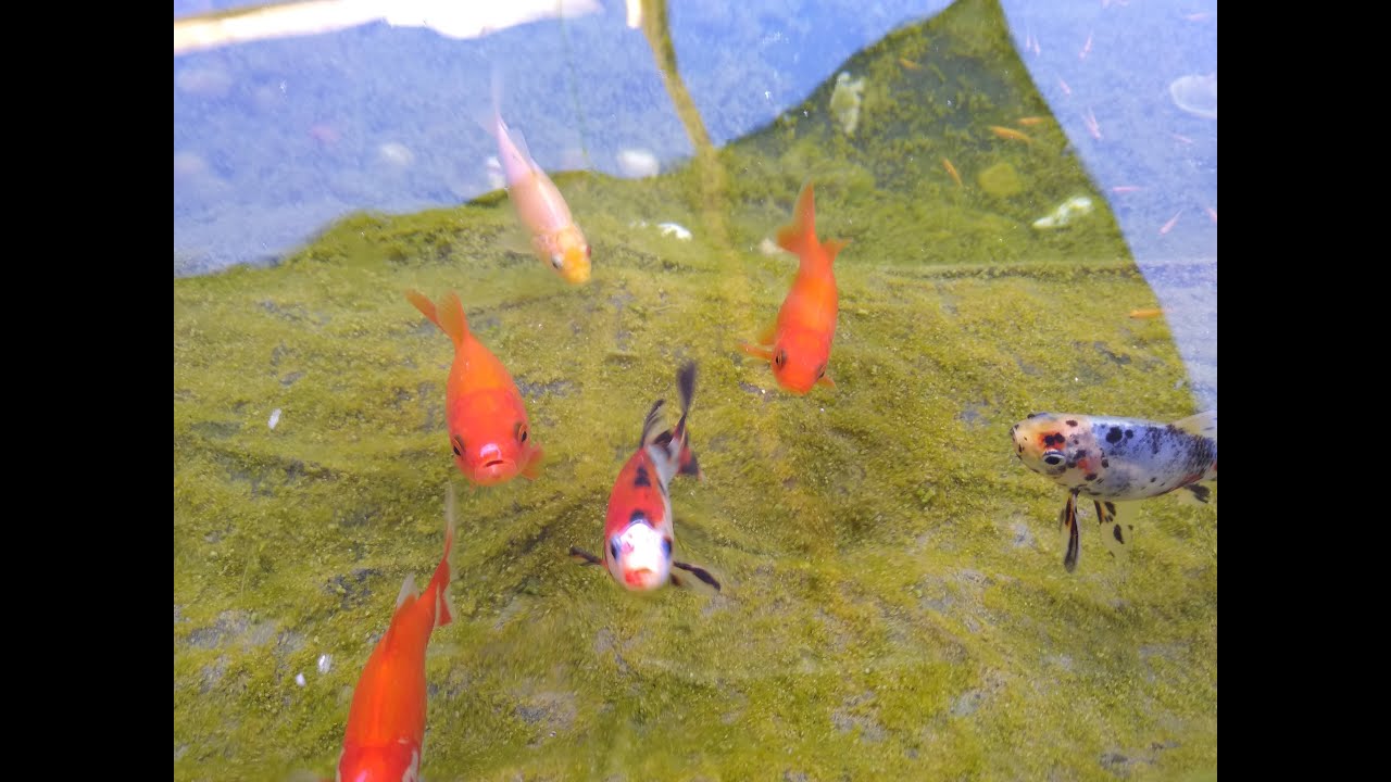PLAYING WITH FISH - YouTube