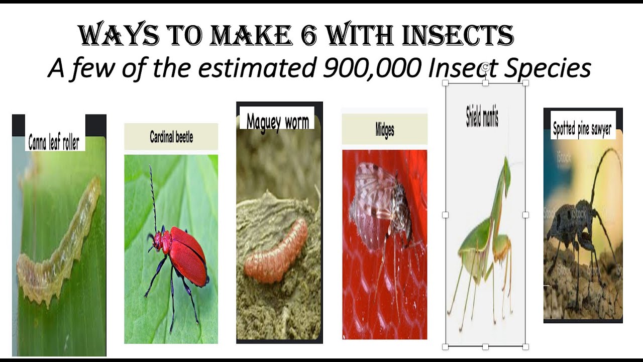 Fun With Numbers by Adding Ways to Make 6 With Insects #3 - YouTube
