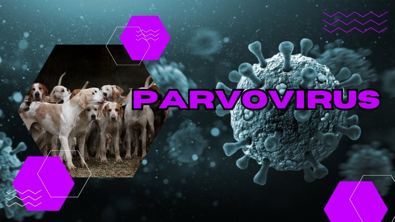 Que es el parvo virus canino ? y como tratarlo |•SAMA• - YouTube
