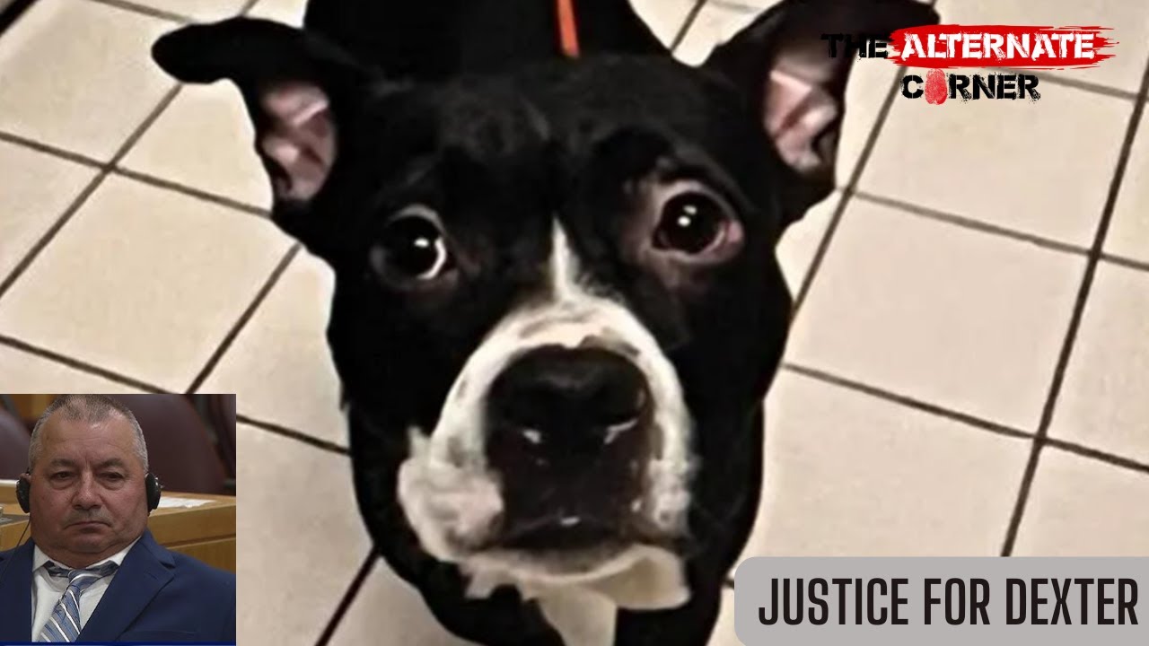 FL v Domingo Rodrigues, Man Accused of Decapitating His Dog, Days 2 & 3 ...
