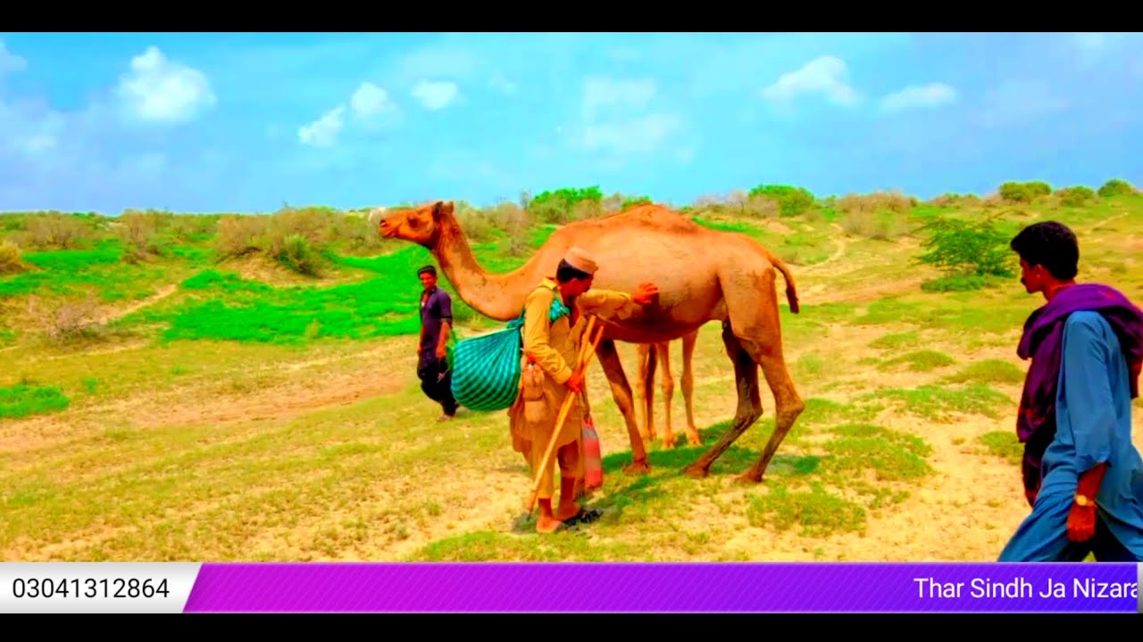 Thar Sindh Ja Nizara Zabrdast Winding From Dhliyar Raja Gul Baloch best ...