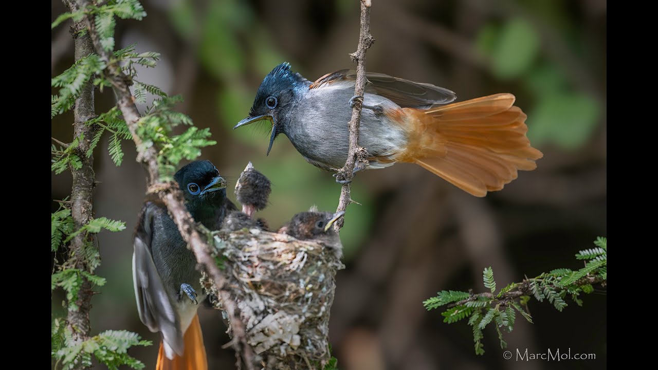 African Paradise Flycatcher pair feeding their 2 chicks. - YouTube