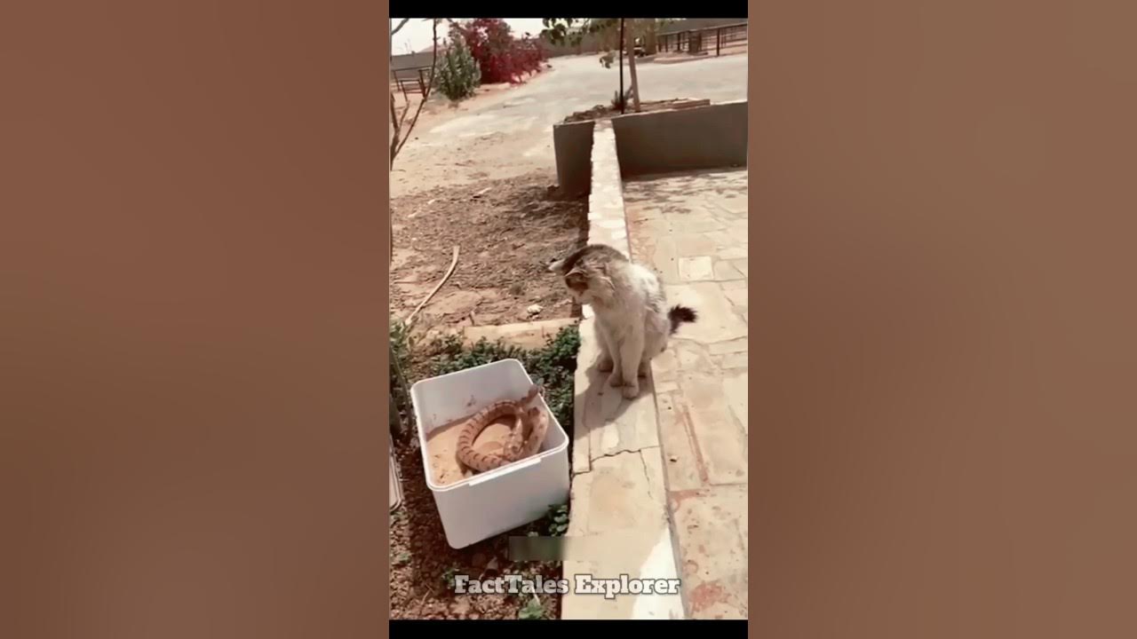 "How Cats Outsmart Snakes" #facts #animalfacts #shorts #animals - YouTube