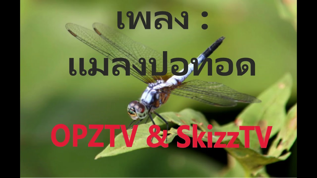 เพลง : แมลงปอทอด OPZTV & SkizzTV - YouTube