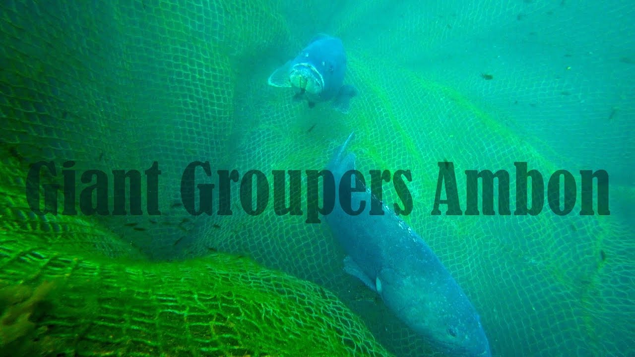 Giant Grouper Encounter // Ambon 🇮🇩 - YouTube