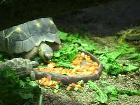 Adorable Eating Turtles