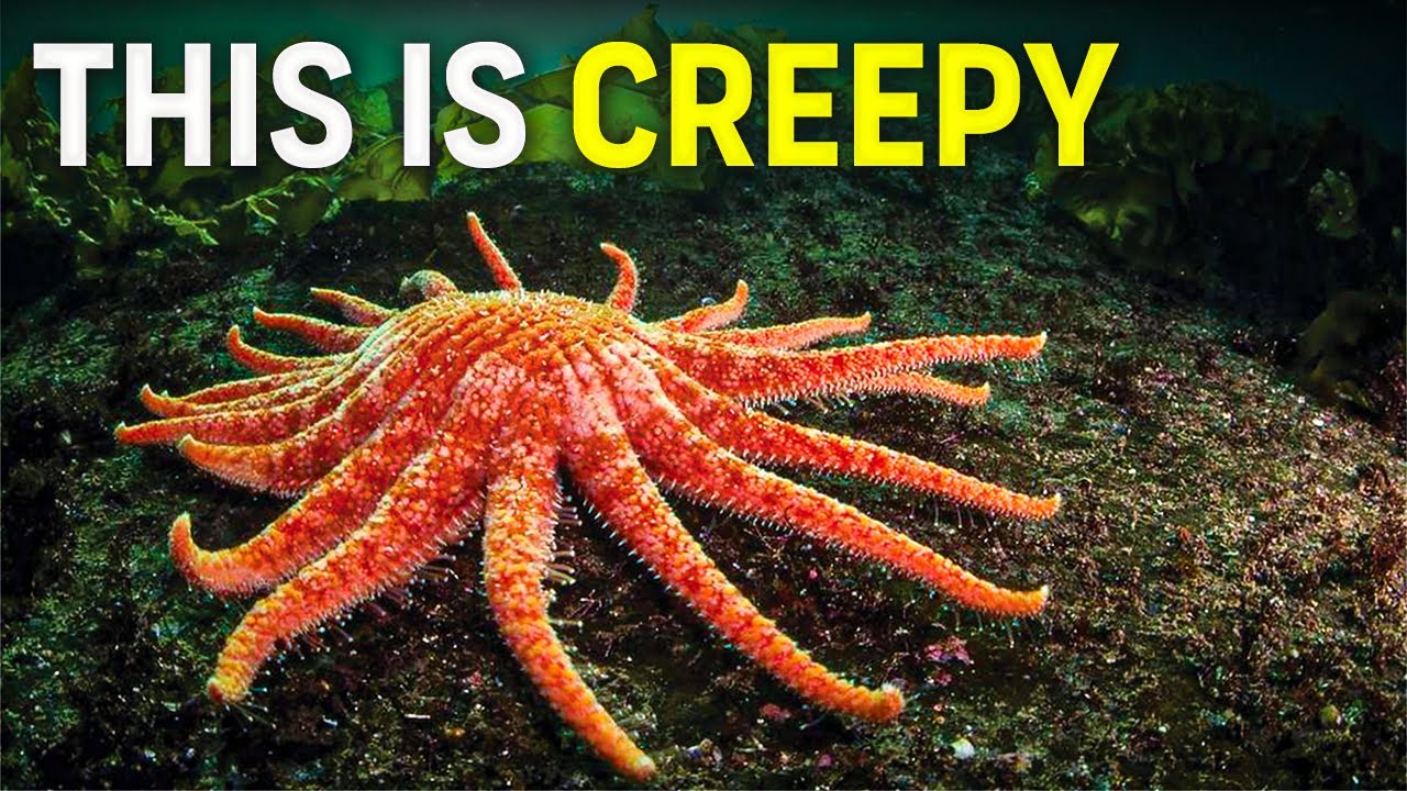 The Wonder of Deep Sea Echinoderms - YouTube