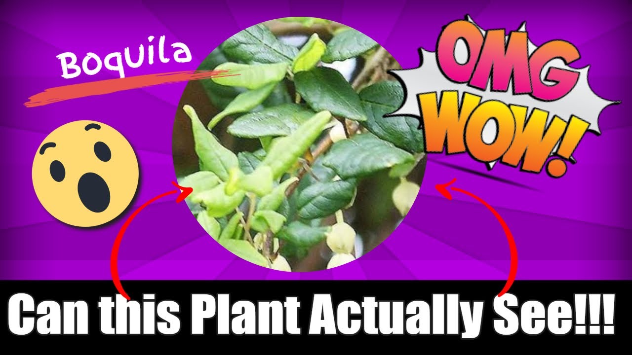 Boquila Trifoliolata, Can this Plant Actually See? - YouTube