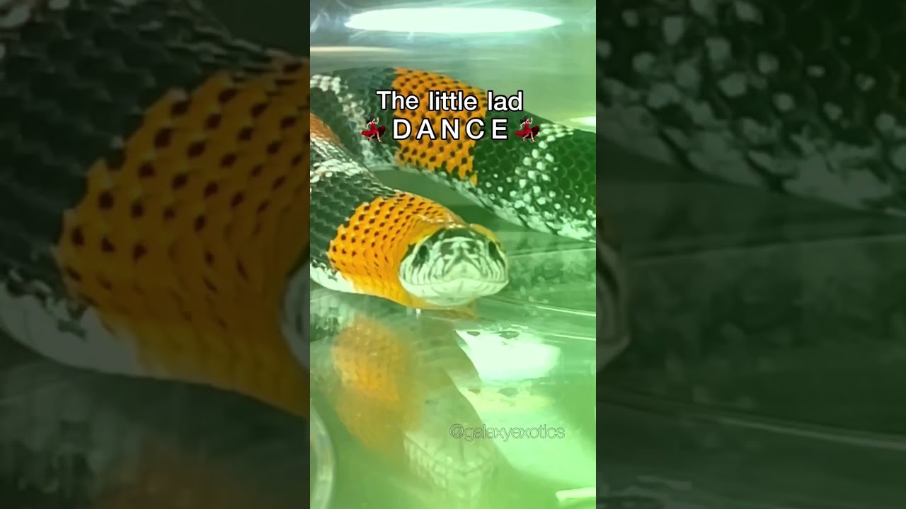 SNAKE LITTLE LAD DANCE - YouTube