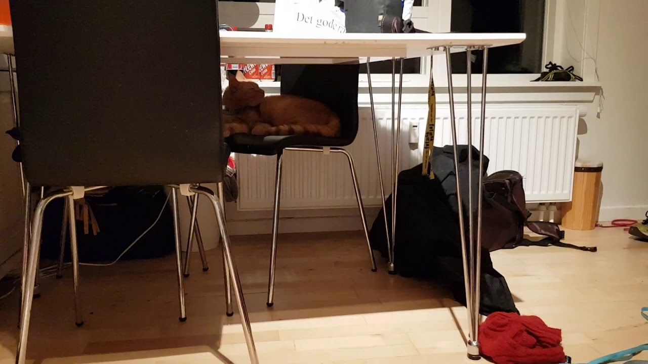 To katte Benjamin og stribe(1) - YouTube