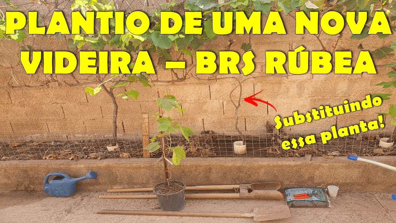 🌱 Plantio de uma nova muda de videira - BRS Rúbea 🍇 - YouTube