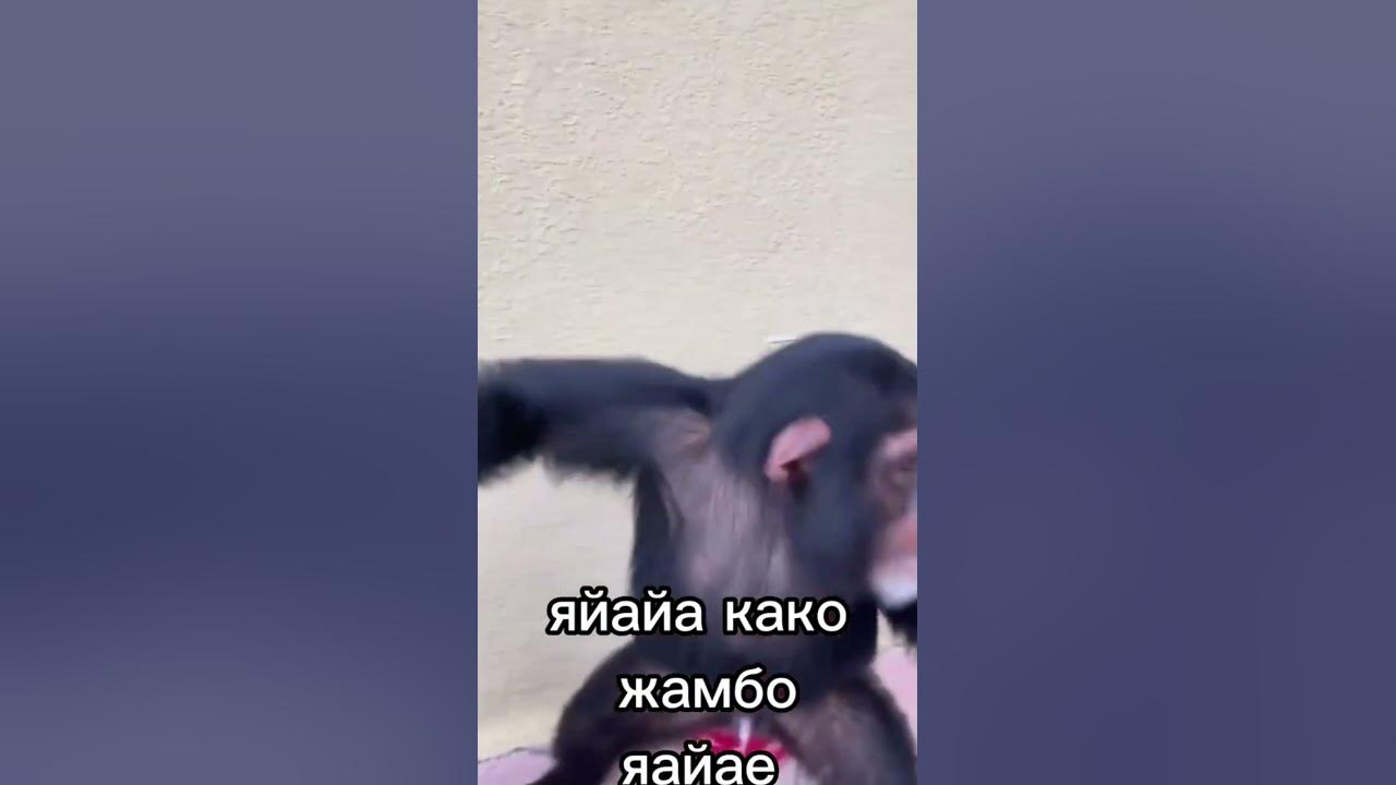 бибизяни топ - YouTube