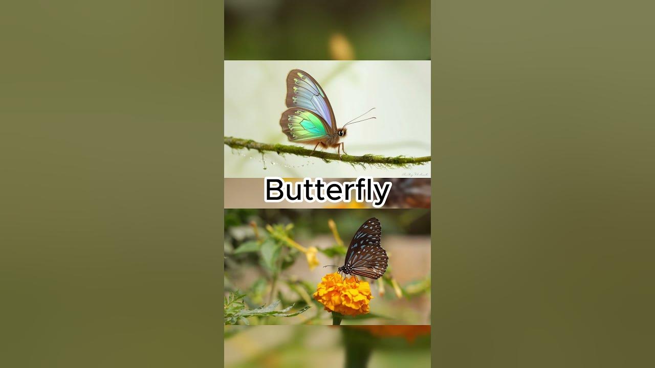 Butterfly | Visual - YouTube