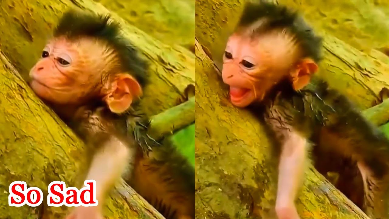 Baby Monkeys Cry Sadly Because They Lost Their Mother When They Were ...