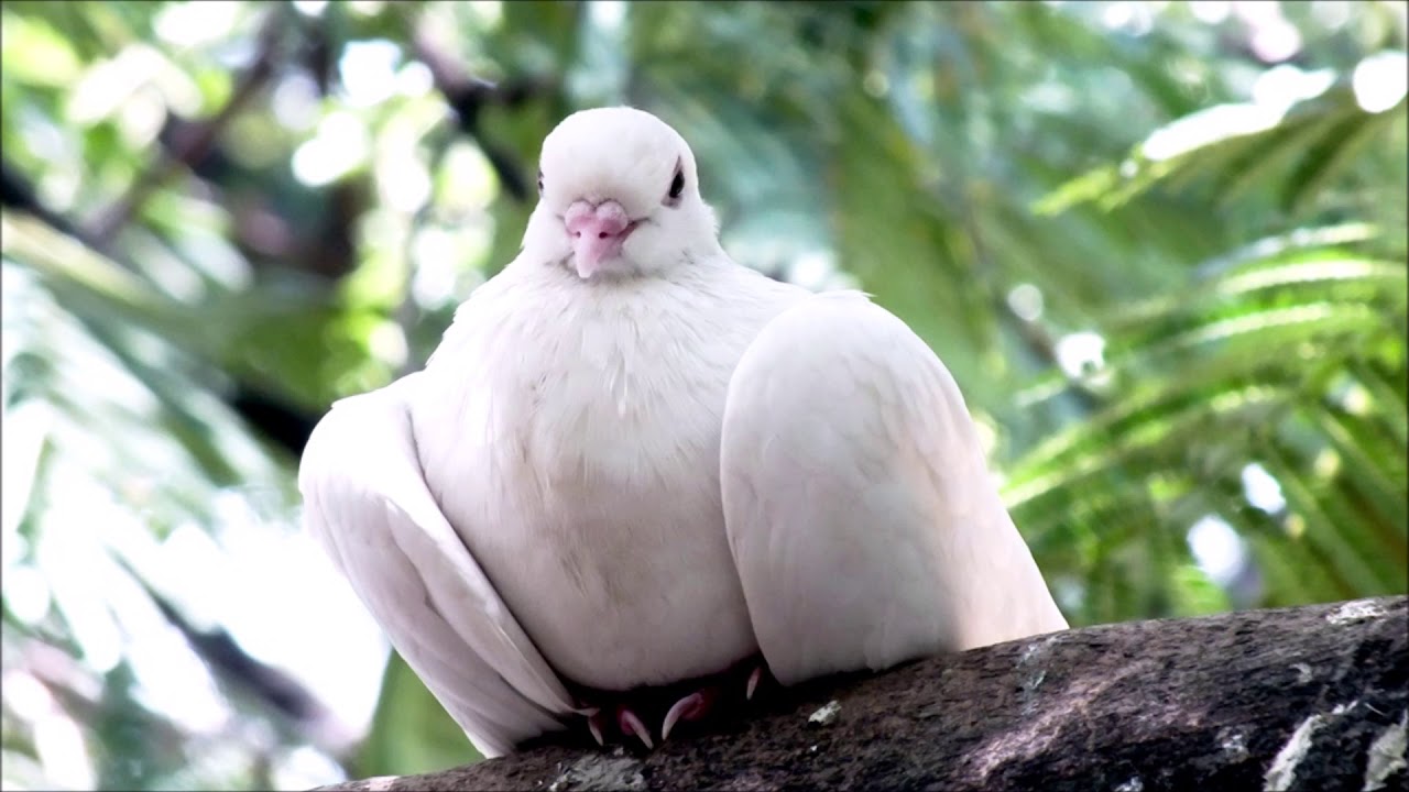 Dove Singing | Free Sound Effects | Animal Sounds - YouTube