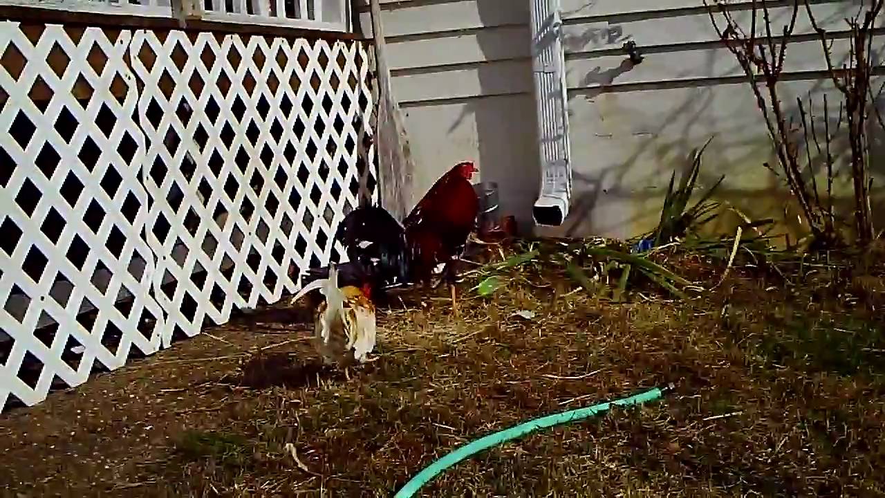 Red Pyle Bantam Rooster and Mixed Fighting Rooster - YouTube