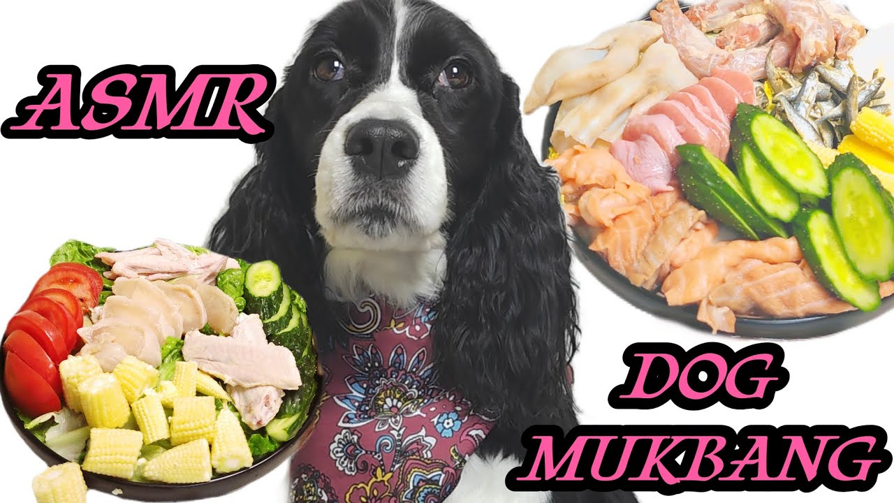 IMMERSIVE CUTE DOG FUNNY EATING FOOD SHOW.DOG FEEDING MUKBANG CHEWING ...