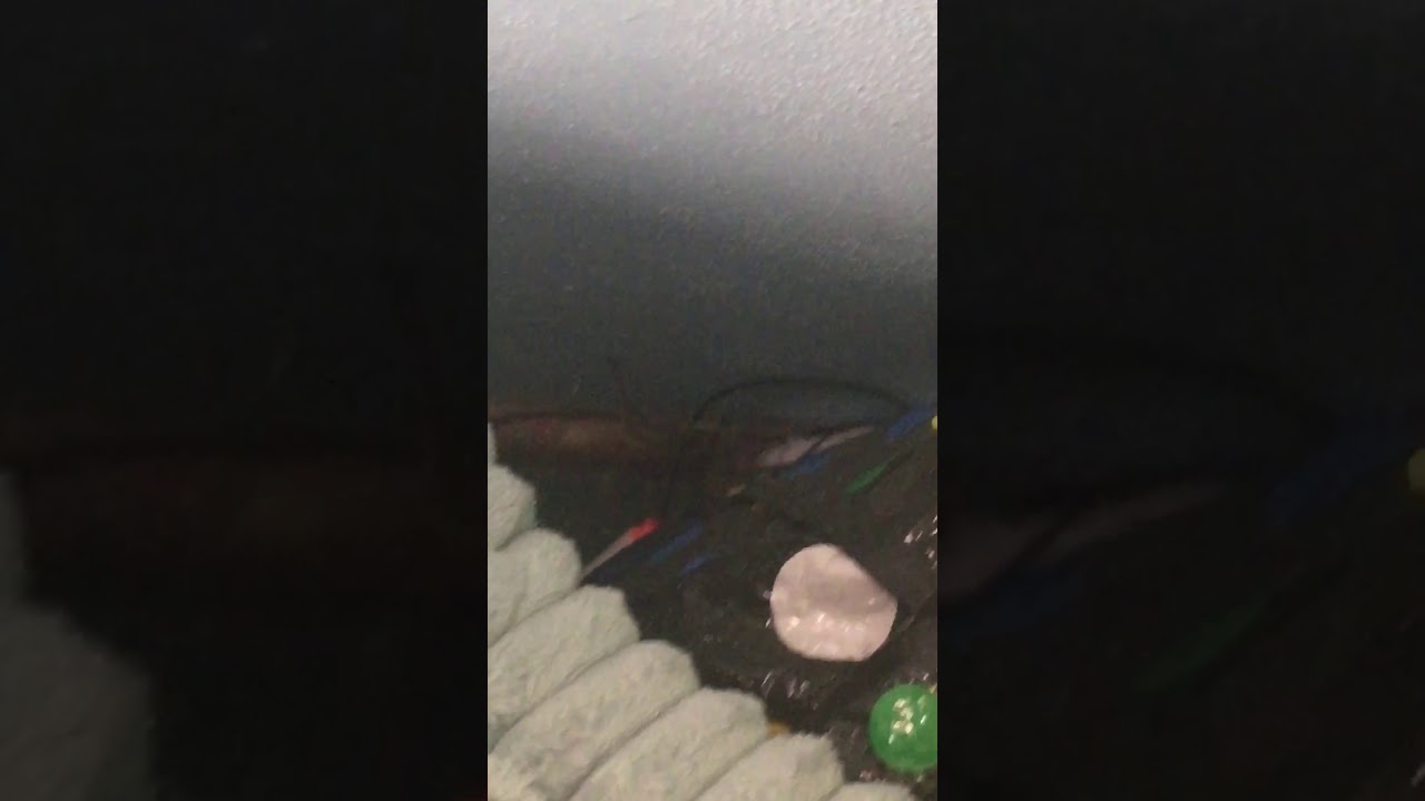 Summer spangle 6 - YouTube