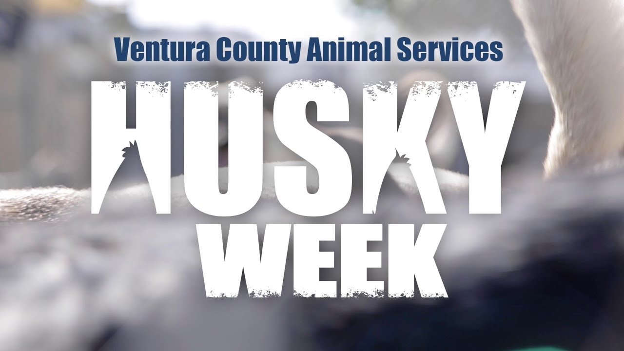 HUSKY WEEK: 40+ adoptable huskies in county shelter with waived fees ...