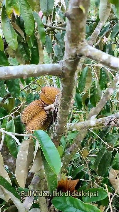 BUAH KHAS KALIMANTAN (LAI/PAPAKEN) - YouTube