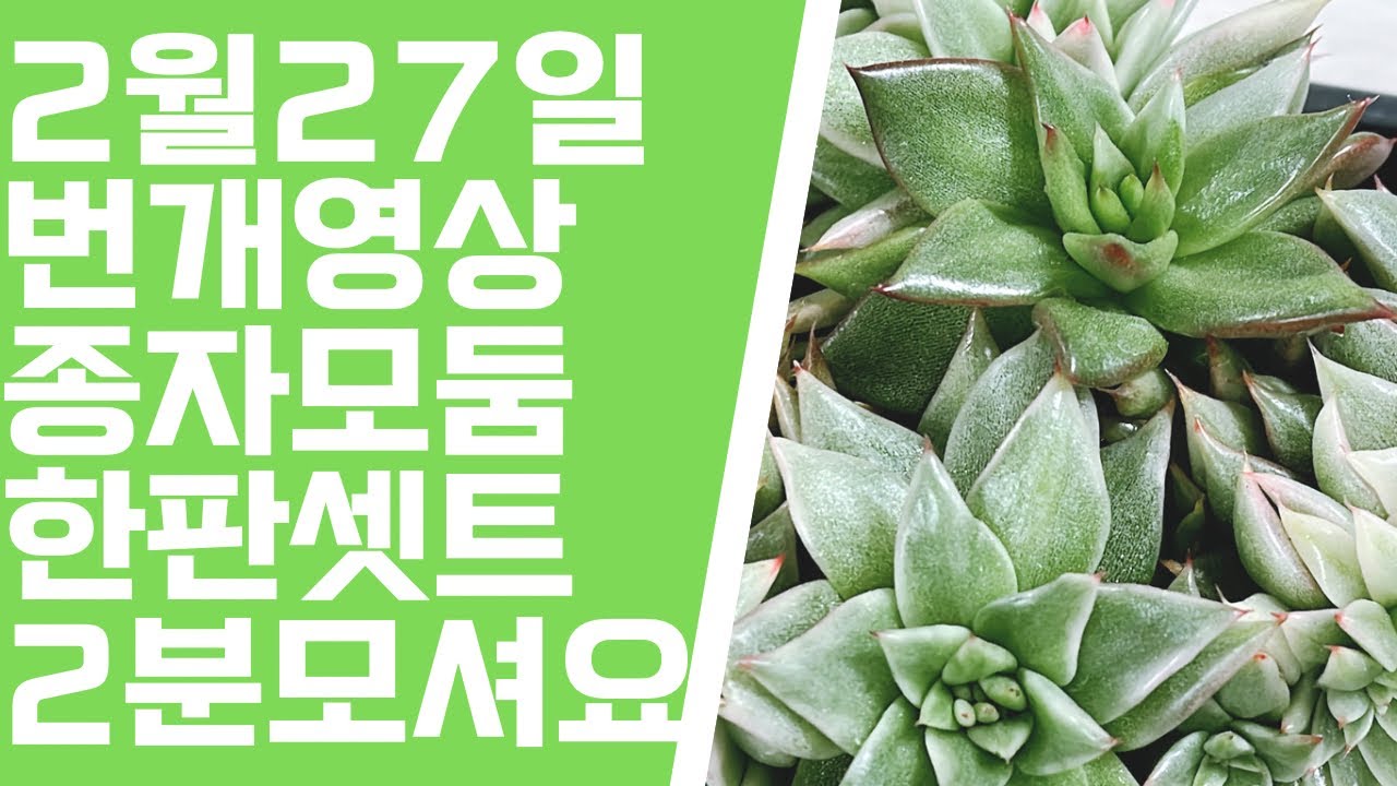 2월27일⚡️⚡️번개영상모둠한접시종자용금다육판매 금다육이 감사합니다 다육이농장 다육이도매 Youtube