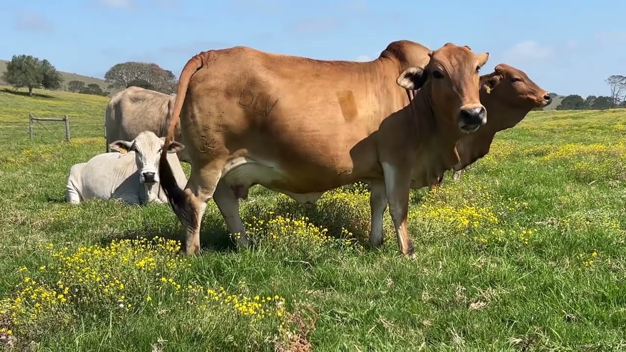 Jackie is her name and she is a beautiful Boran cow - YouTube