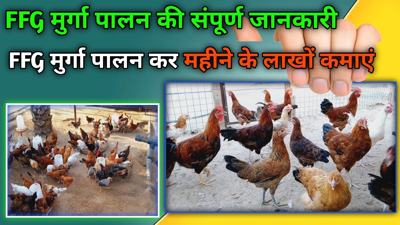 FFG Murgi Palan ki jankari |ffg murgi Palan |ffg chicken farming|ffg ...