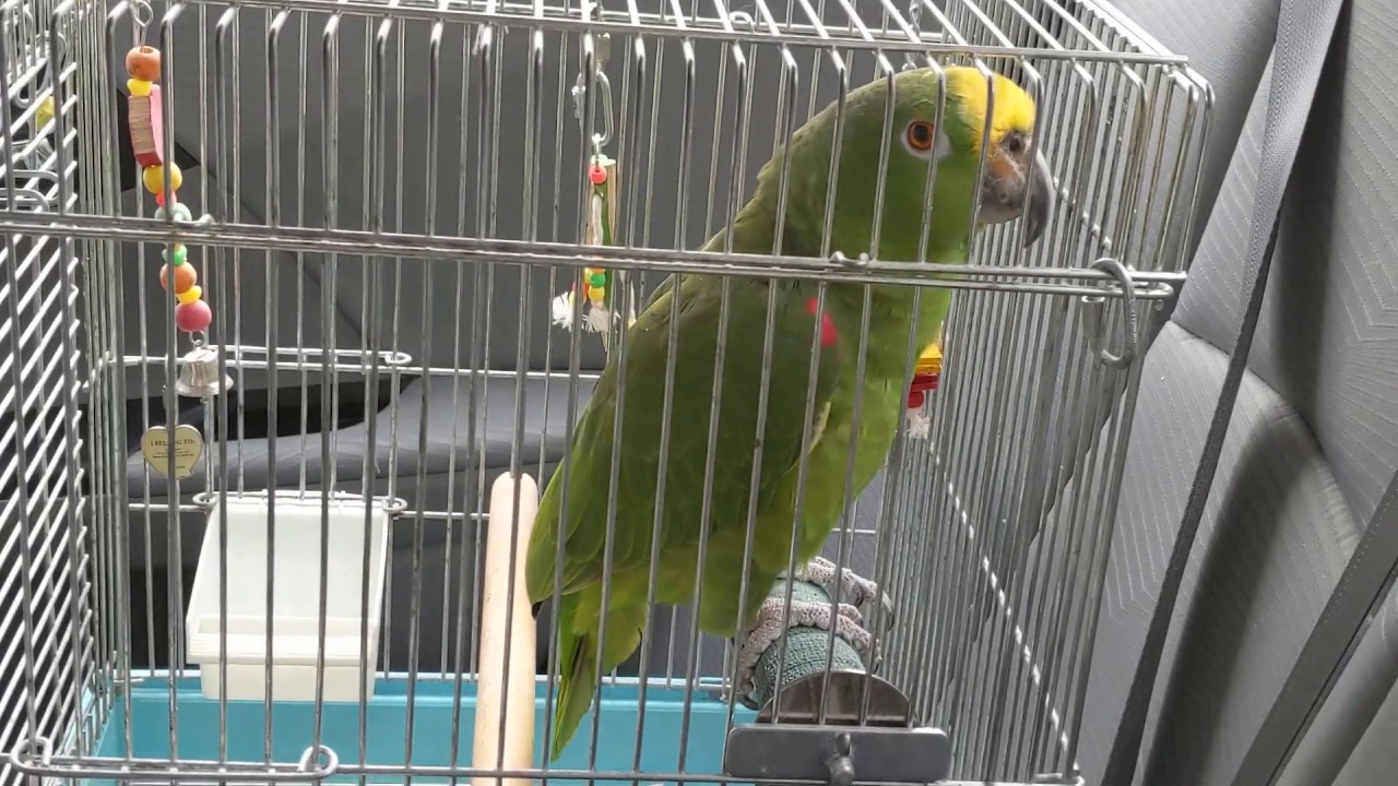 Freedom the Parrot, Sheer Cliffs, Blue Hills & Scraggly Pine Trees in ...