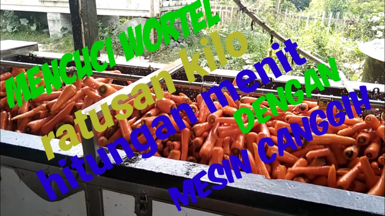 PROSES MENCUCI WORTEL/CARROT RATUSAN KILO DALAM HITUNGAN MENIT - YouTube
