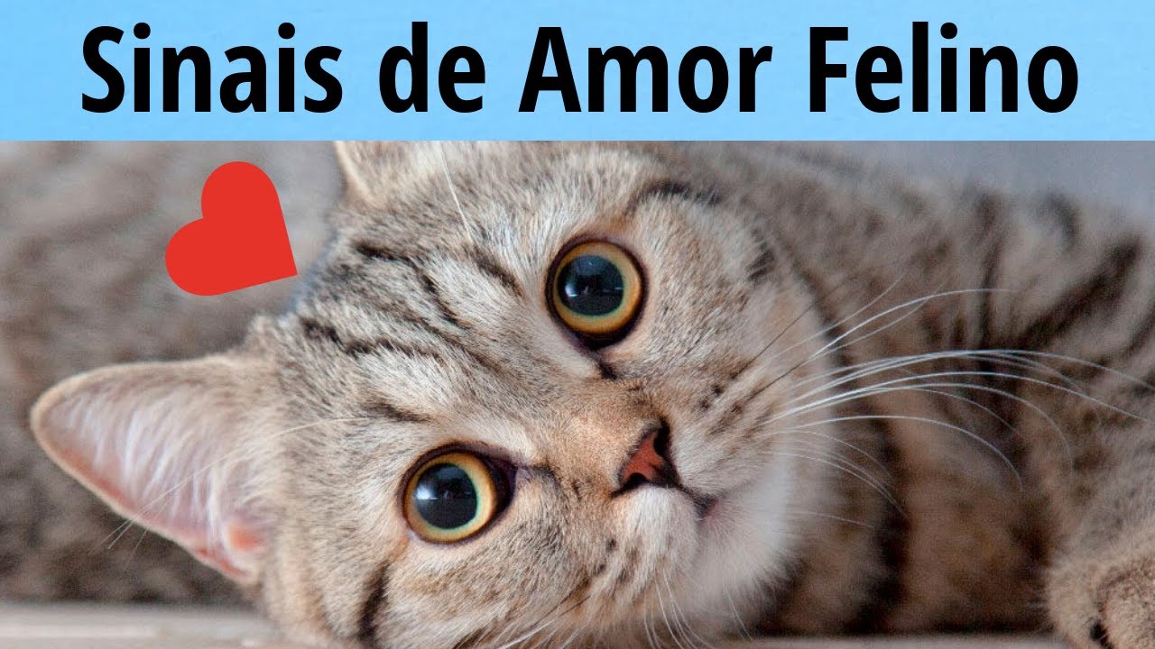 Seu Gato Ama Você? Descubra os Principais Sinais de Carinho! ️ - YouTube
