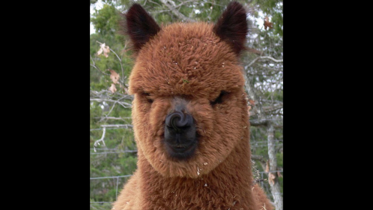 Mii theme except it's literally just alpaca noises - YouTube