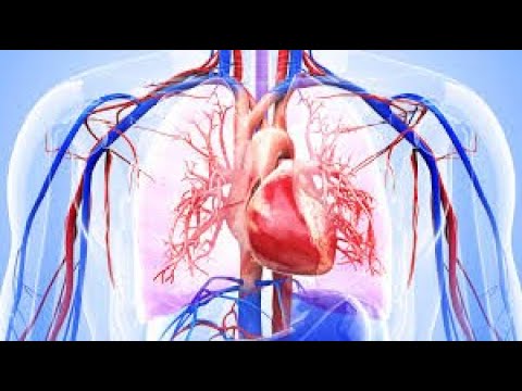 شرح cardiovascular system & Hypertension الجزء الثاني من المحاضرة ...