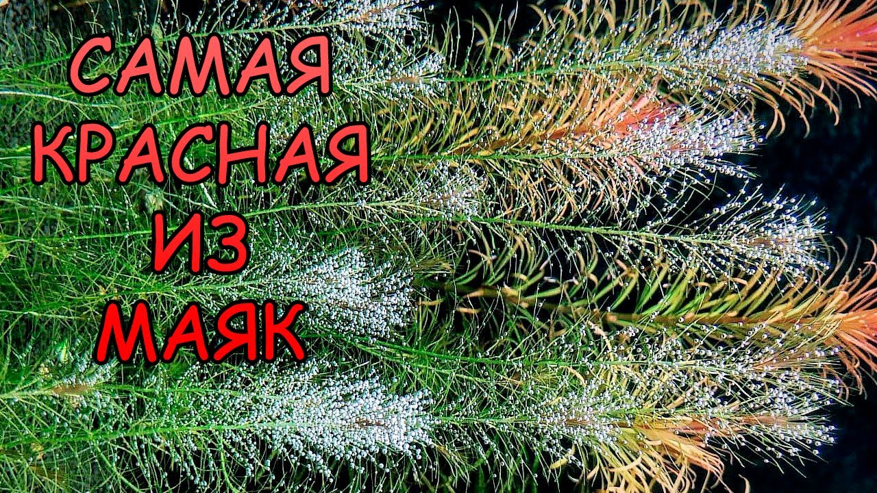 МАЯКА САНТАРЕМ РЕД. СЕКРЕТЫ СОДЕРЖАНИЯ. Mayaca sp. «Santarem Red» - YouTube