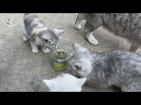 Do cats go crazy when they smell catnip? - YouTube