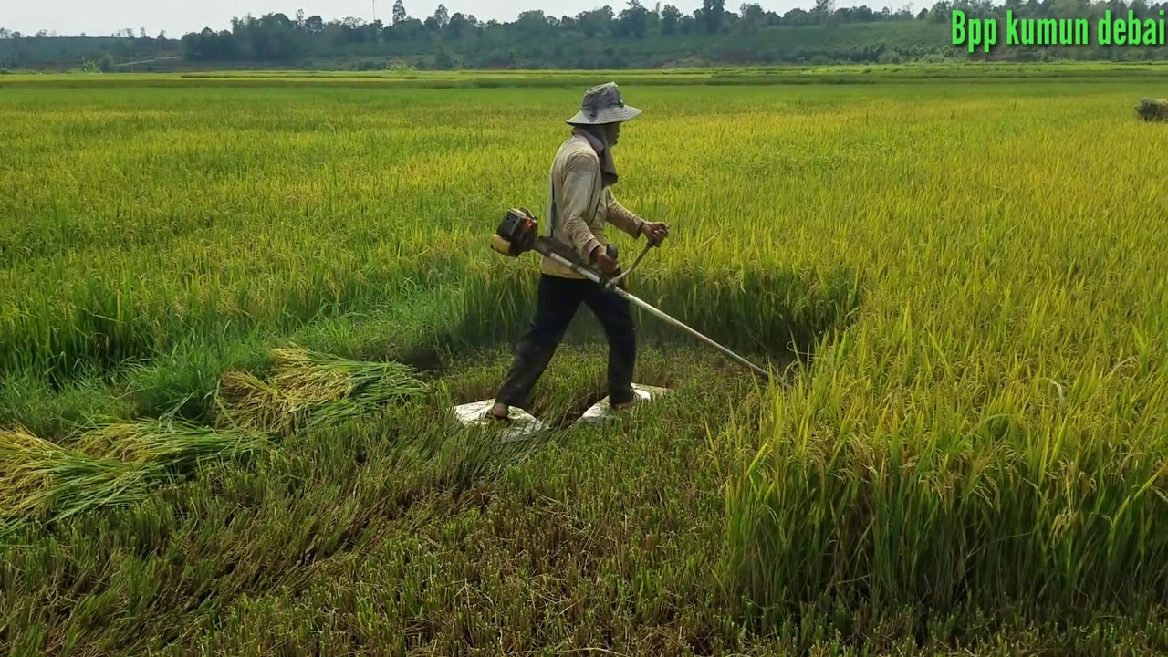 Cara cepat menyabit padi - YouTube