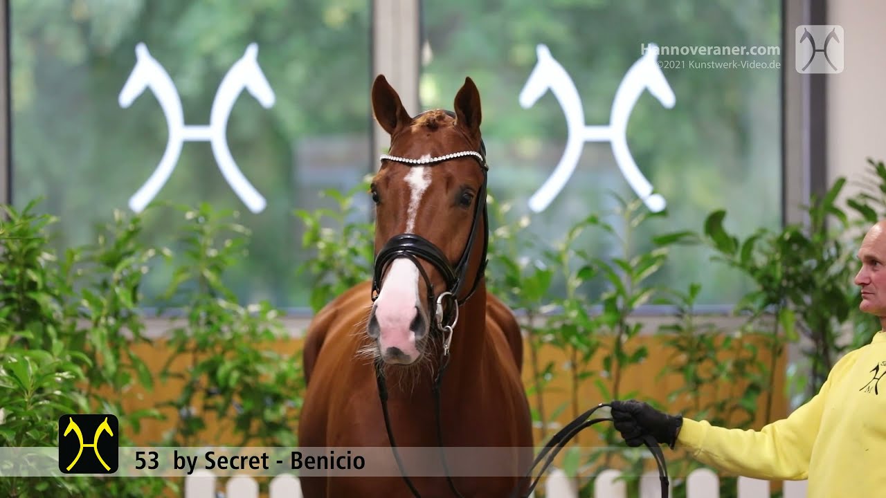 Verden Stallion Licensing 2021 - Dressage - Nov. 4-6 - No. 53 Stallion ...