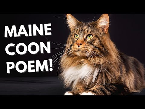 You'll adore this poem about a Maine coon cat! [Research]