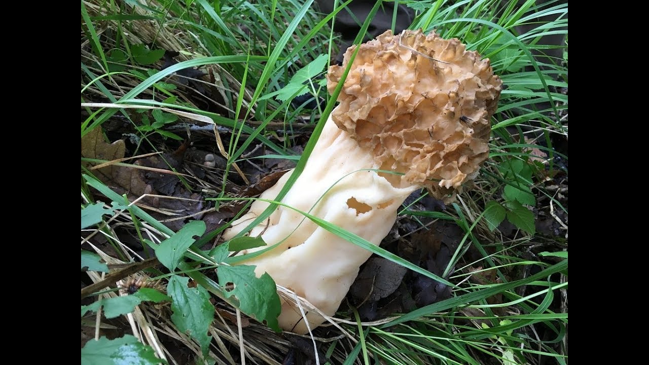 Big Morchelle del 13/05/2018 dalla Regione Lazio - Natura & Funghi ...