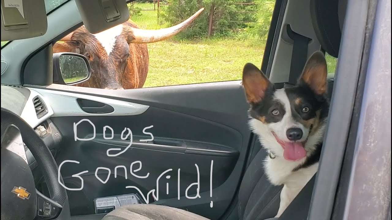 Dogs Gone Wild! - YouTube