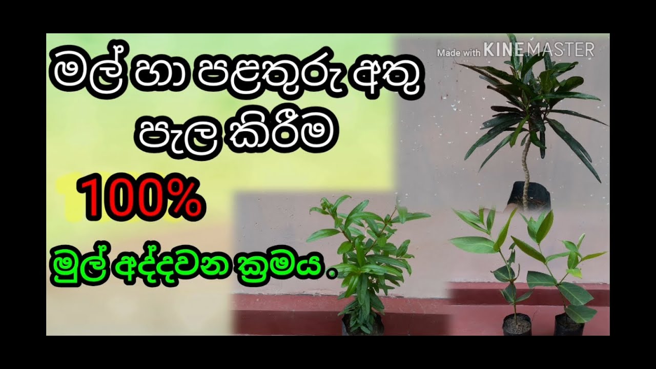 මල් හා පළතුරු අතු පැලකිරීම,mal ha palathuru athu pela kirima,how to ...