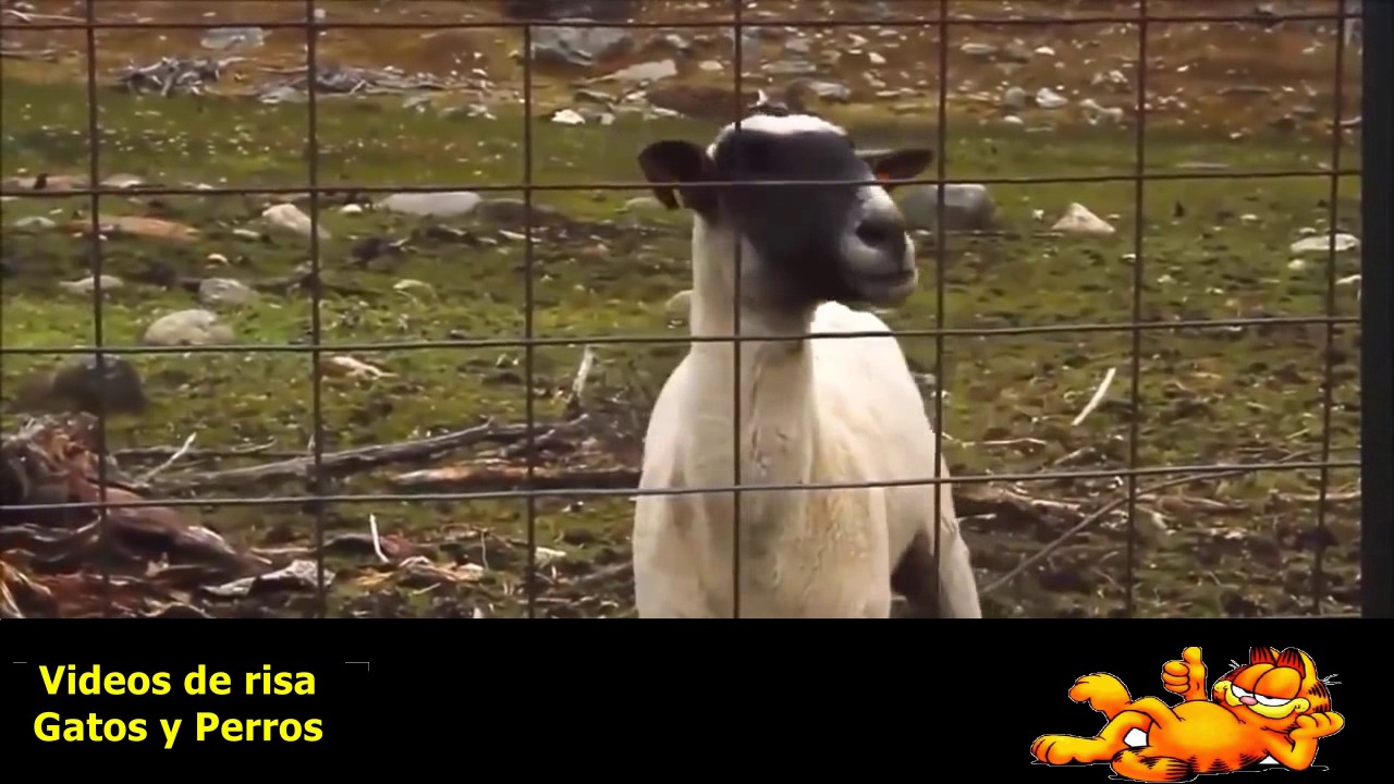 Animales Gritando Para Moririse de la Risa - Videos de Risa Gatos y ...