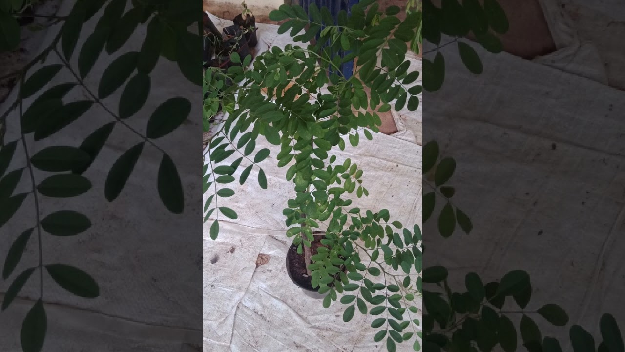 Indigo plant / Avuri chedi tips - YouTube